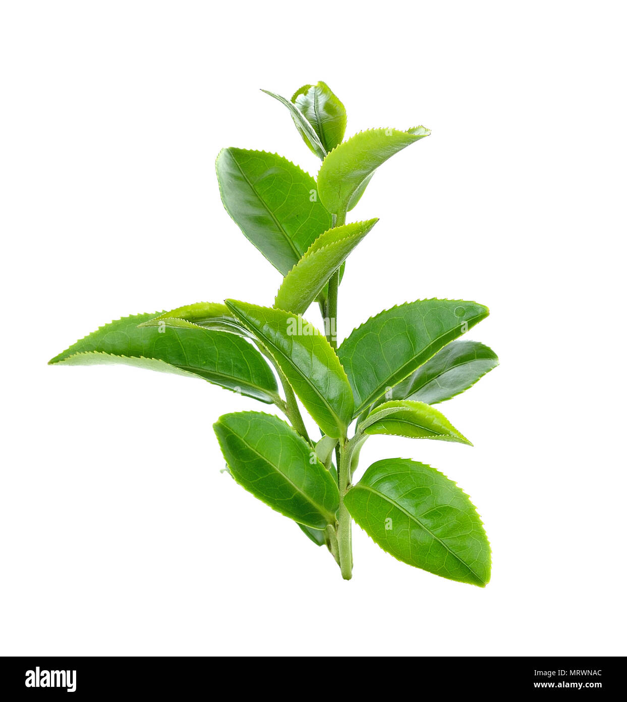 Green tea leaf Stock Photo - Alamy