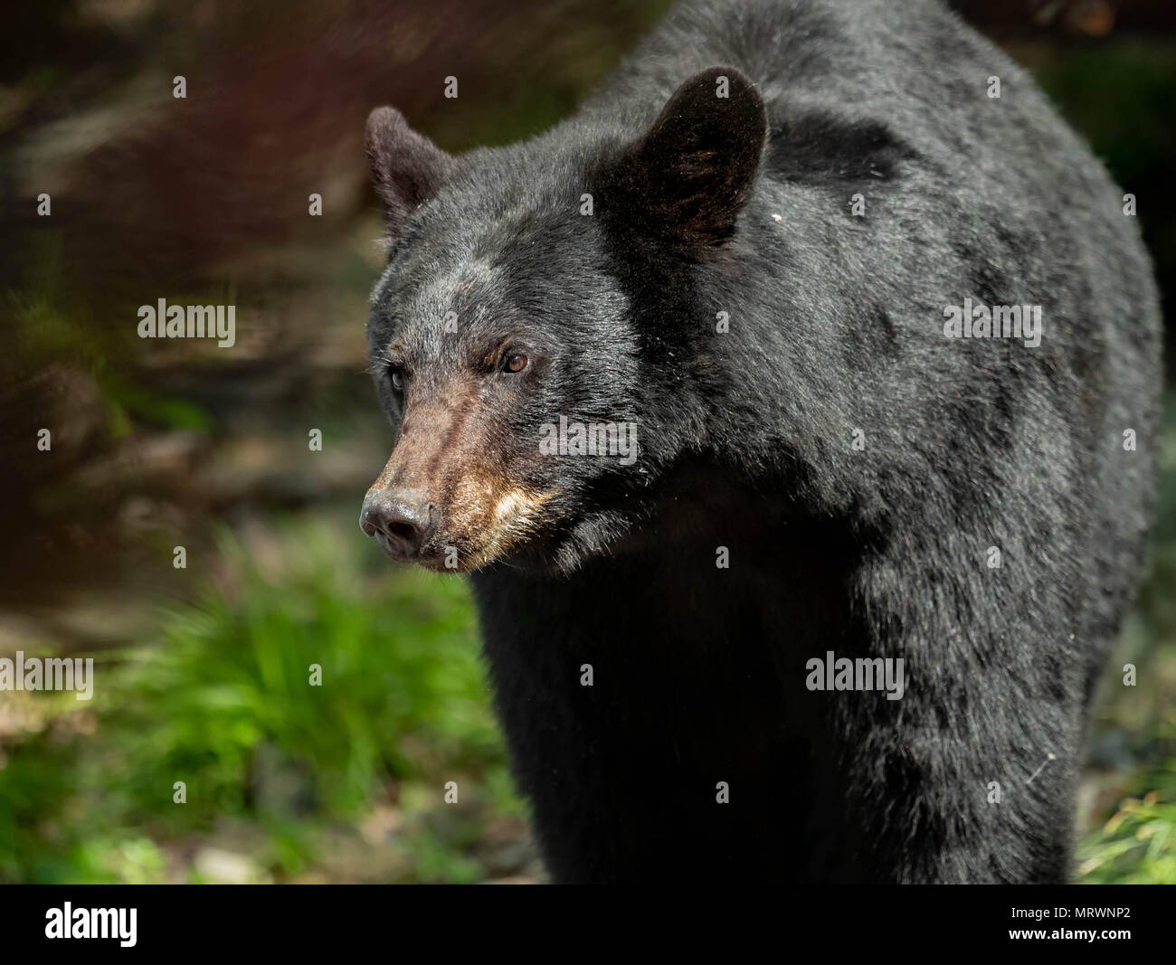 Florida black bear hi-res stock photography and images - Alamy