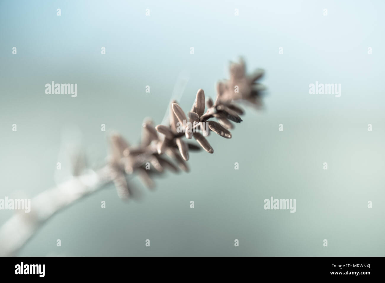 Floral Leaf Isolated Stock Photo - Alamy