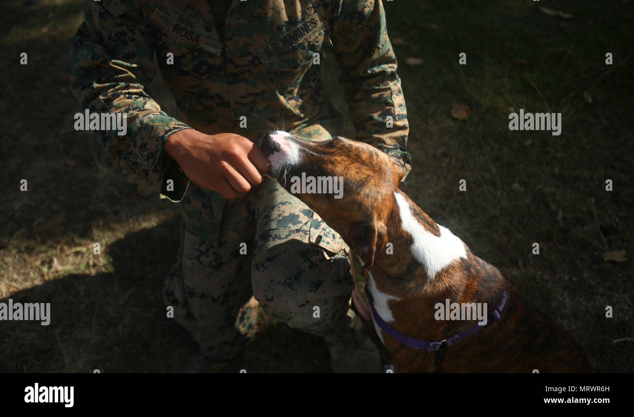 Defence Animal Training Regiment High Resolution Stock Photography and ...
