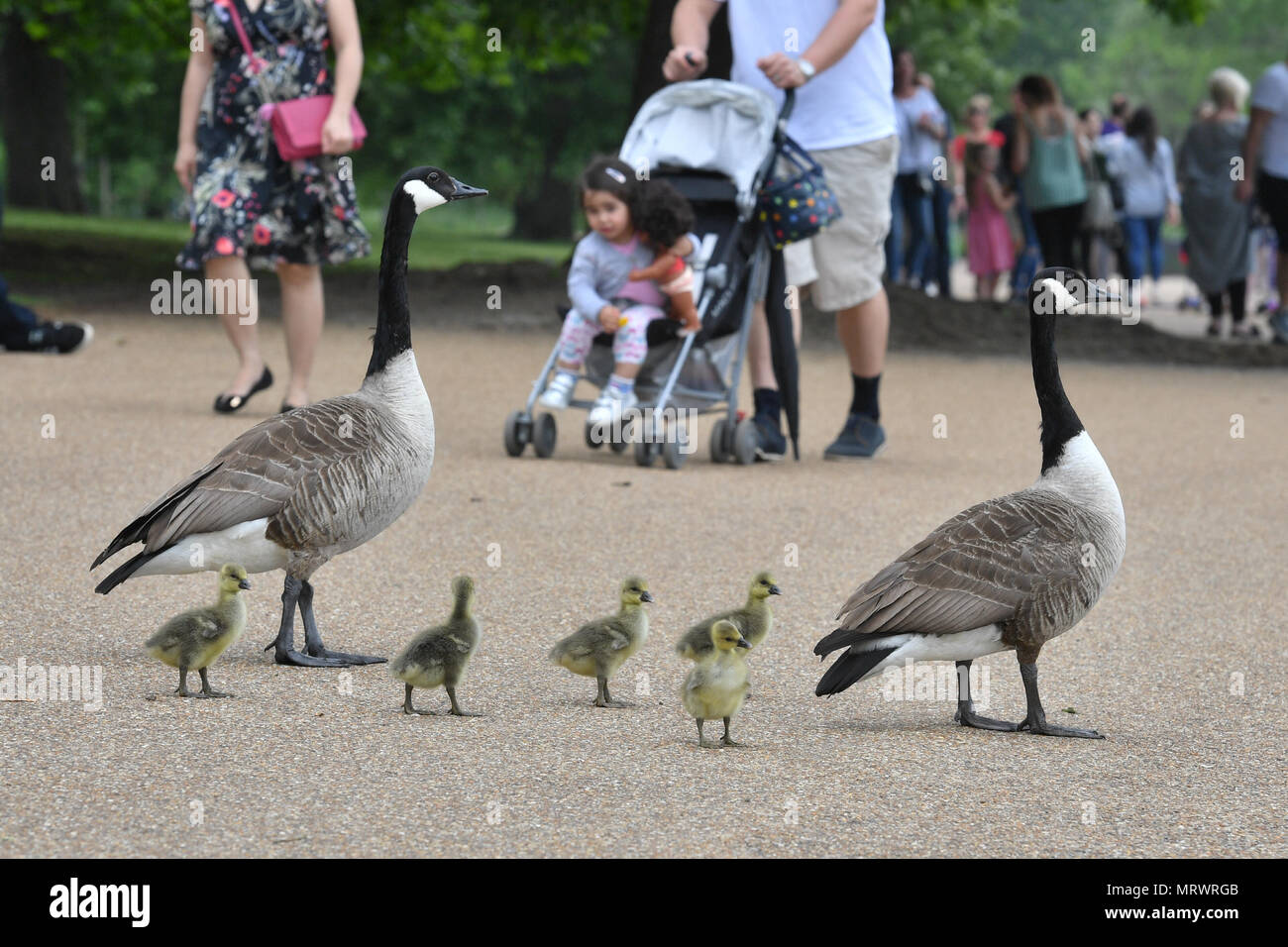 Geese and goslings in Hyde Park, London Stock Photo - Alamy