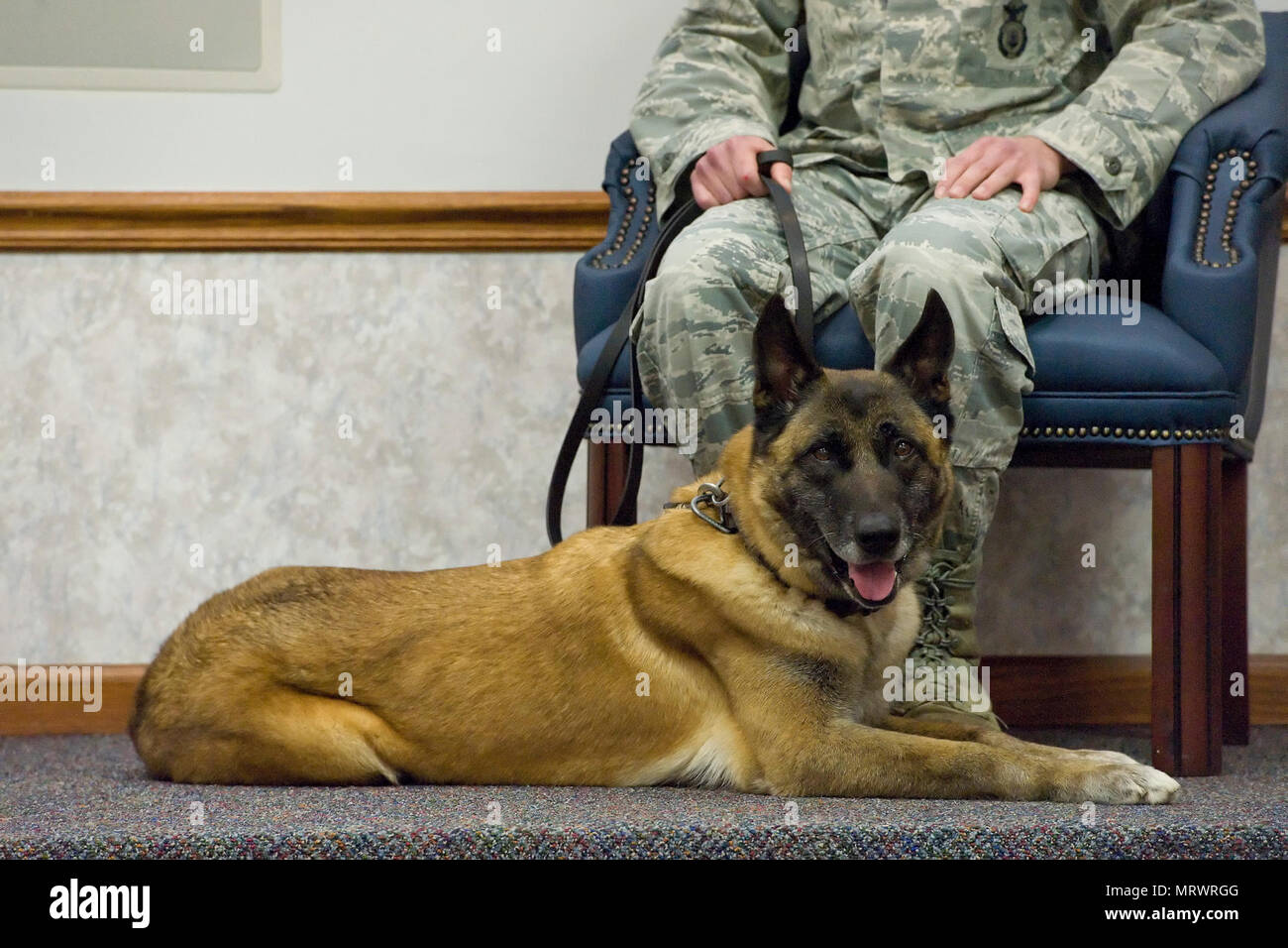 Military Working Dog Cuervo, N622, assigned to the 436th Airlift Wing ...