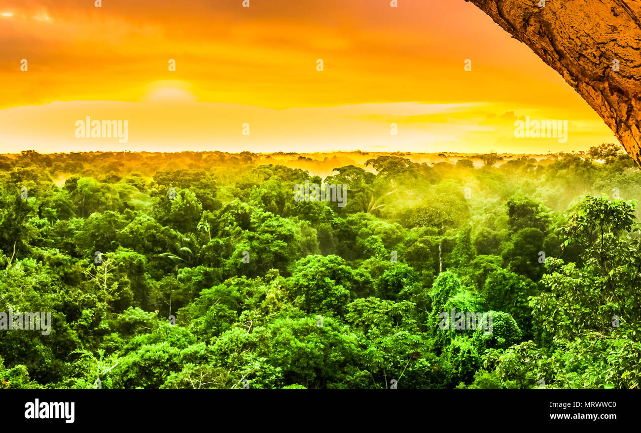 Pupunha tree hi-res stock photography and images - Alamy