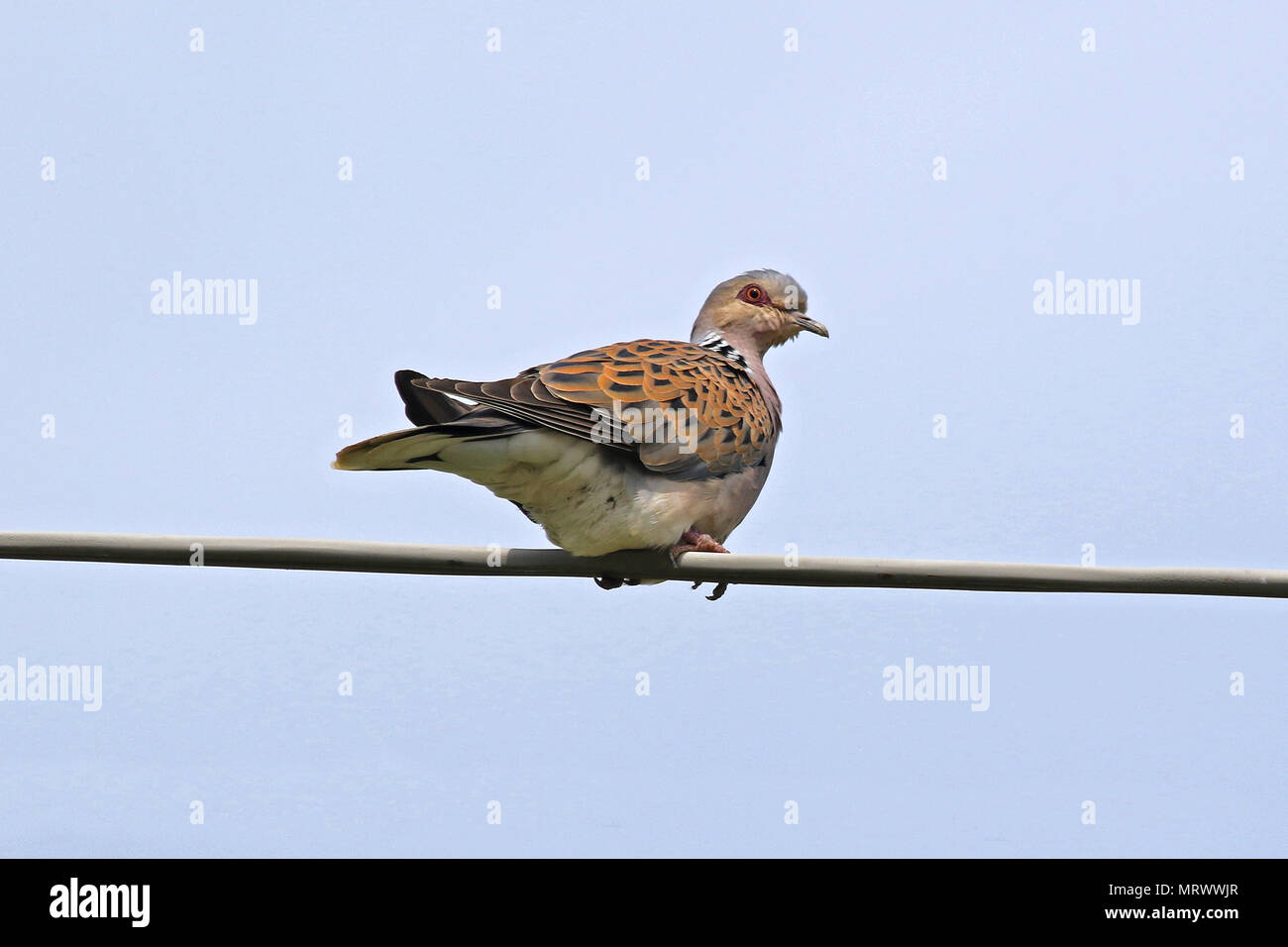 Turtle dove Latin name streptopelia turtur adult close to not a ...