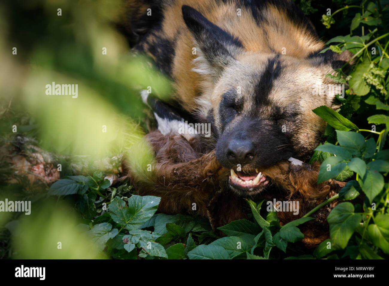 African Hunting Dog feeding on an animal leg, ZSL London Zoo, UK Stock ...