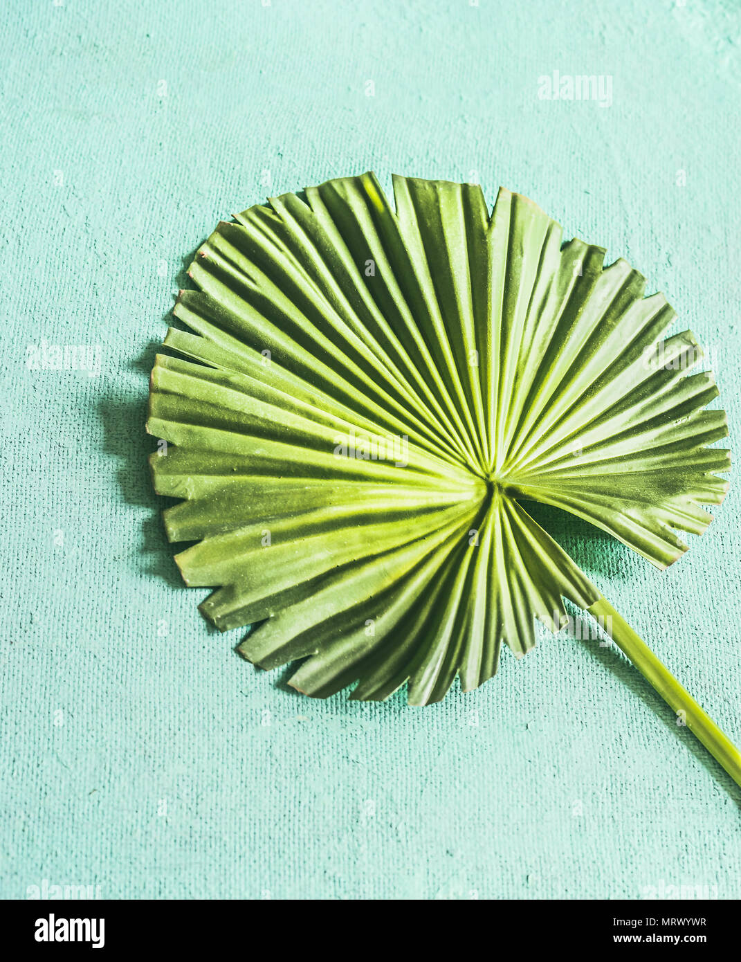 Green tropical leaf of Fan Palm, top view Stock Photo - Alamy