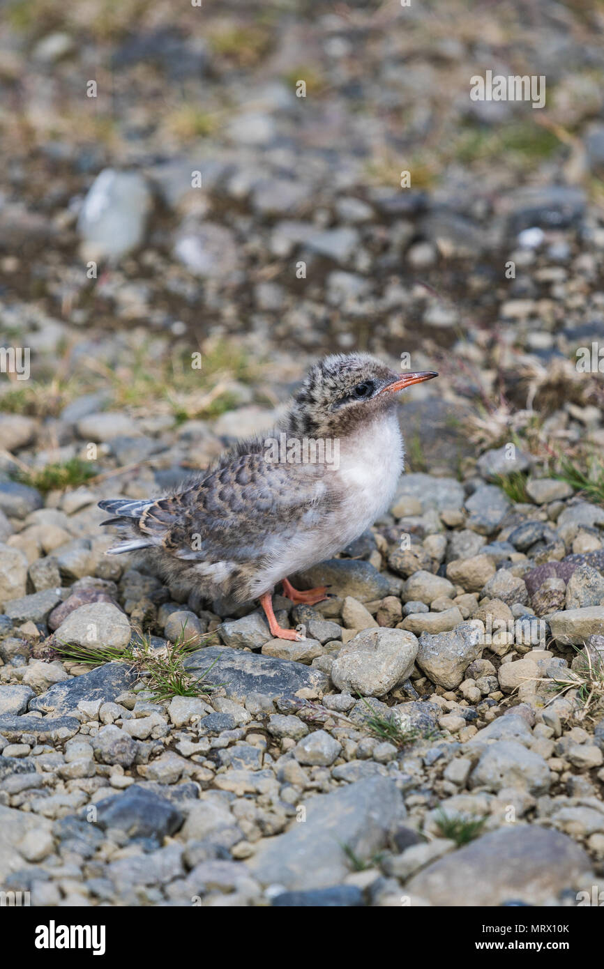 Young iceland gull hi-res stock photography and images - Alamy