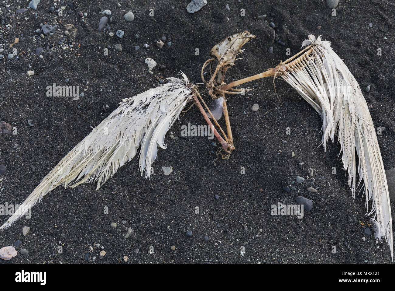 Bird Skeleton Stock Photos & Bird Skeleton Stock Images - Alamy