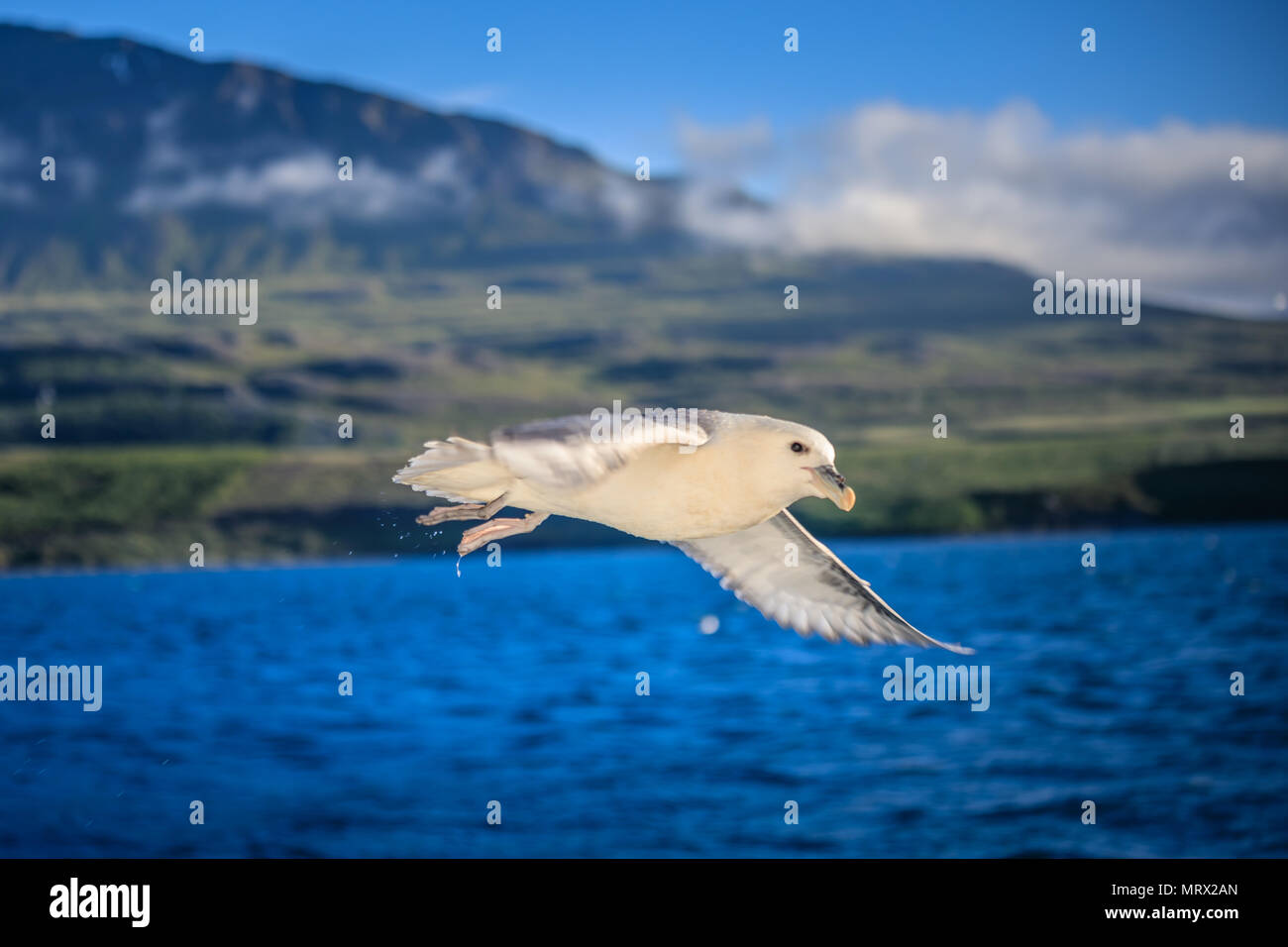 Shot of a flying seagull over blue ocean iceland Stock Photo - Alamy