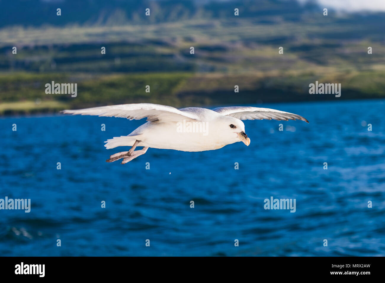 Shot of a flying seagull over blue ocean iceland Stock Photo - Alamy