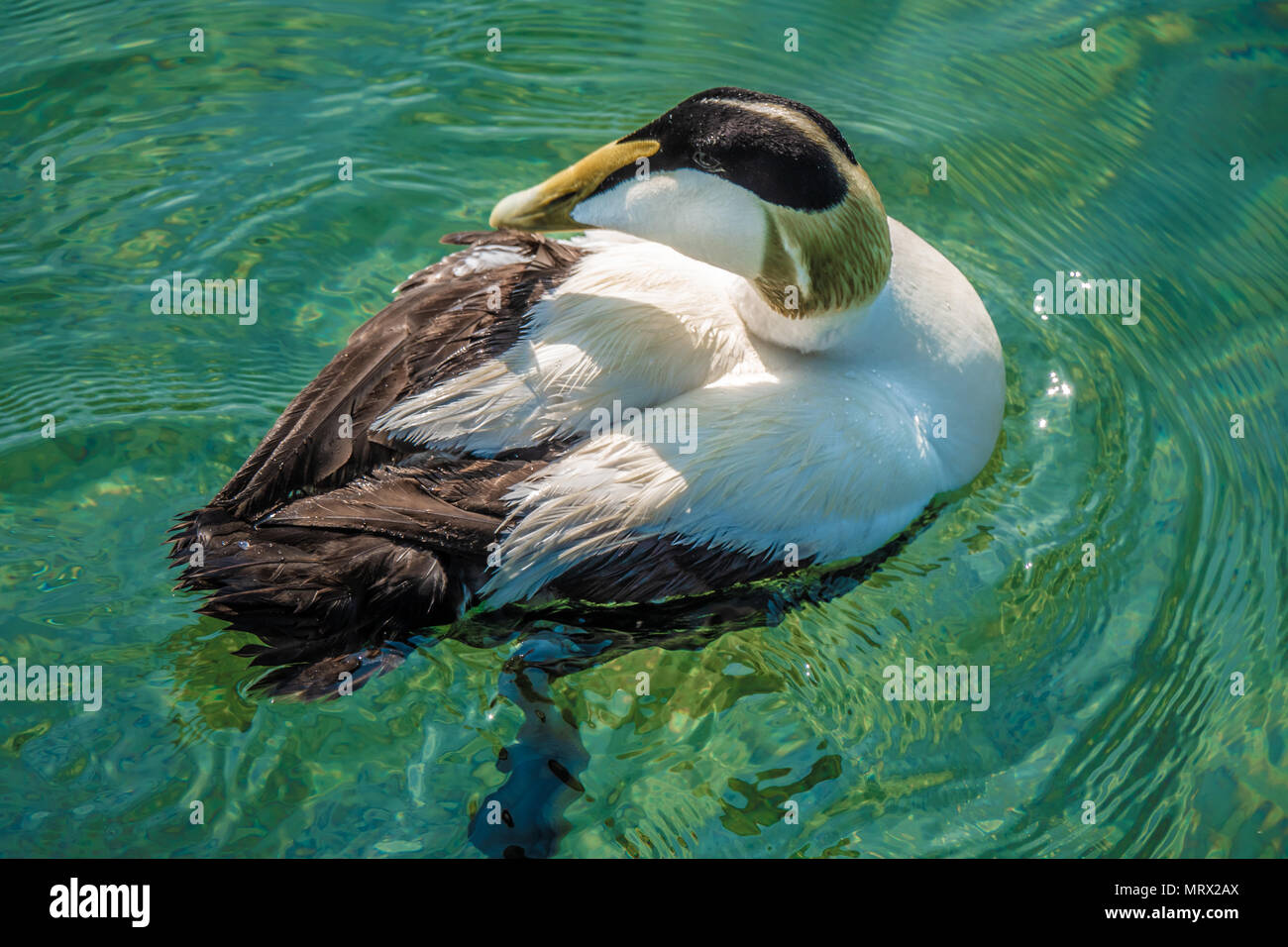 Sedentary birds hi-res stock photography and images - Alamy