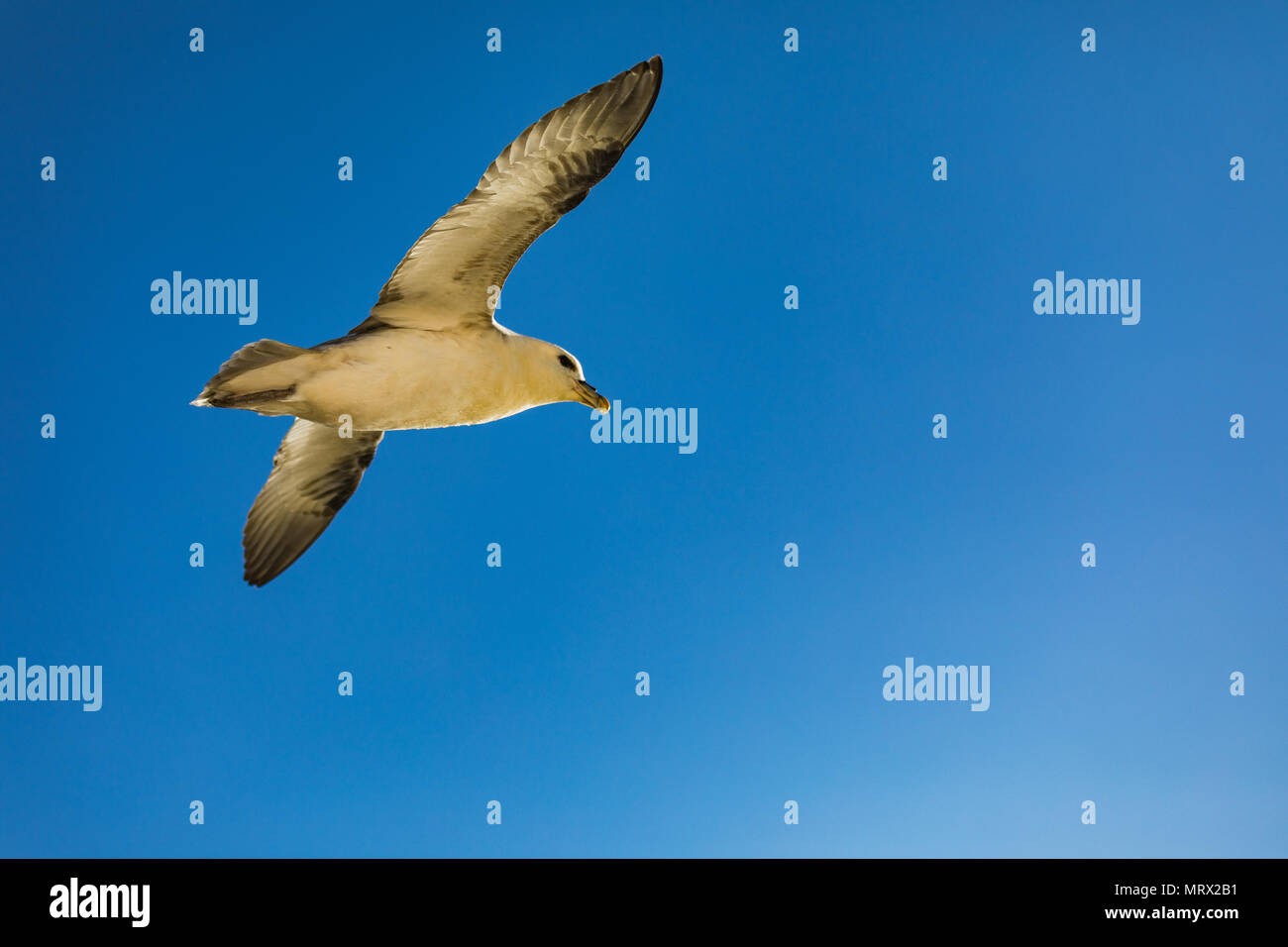 Shot of a flying seagull over blue ocean iceland Stock Photo - Alamy