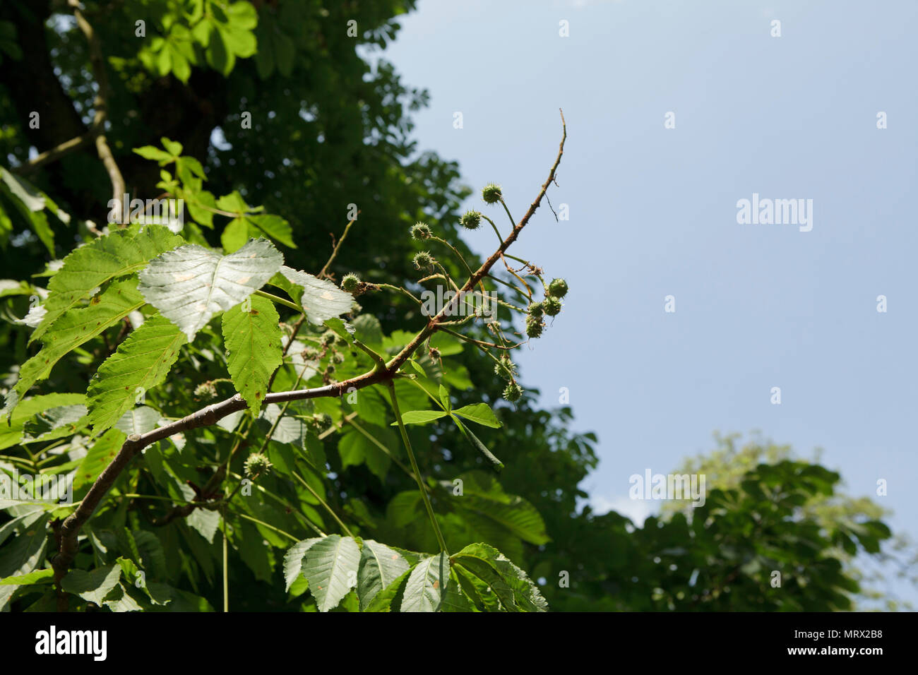 Strong spring or fontain hi-res stock photography and images - Alamy
