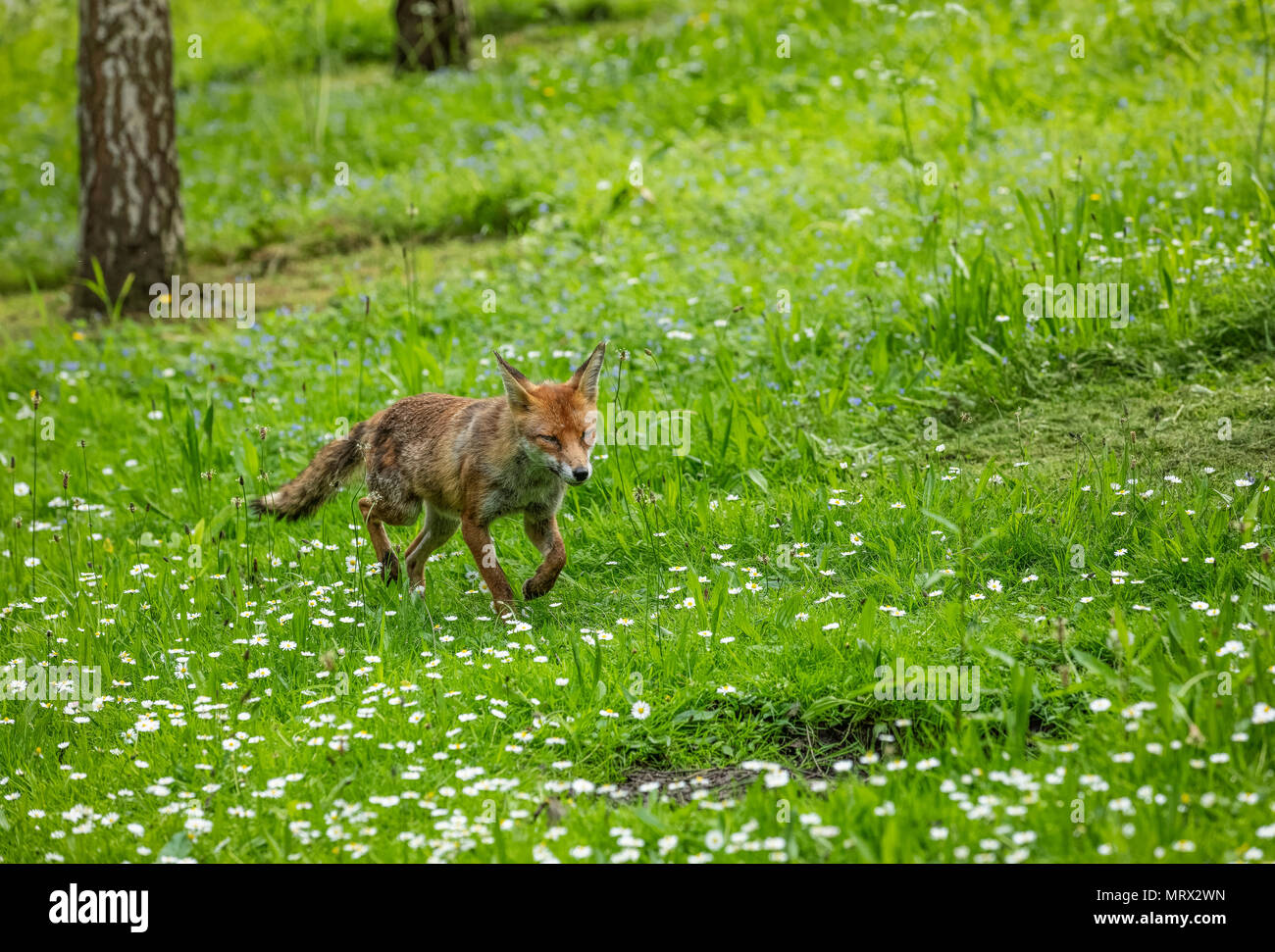 Fox running in grass with trees Stock Photo - Alamy