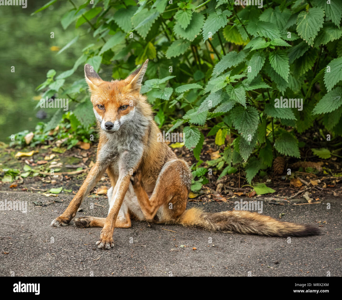 Fox on path Stock Photo - Alamy