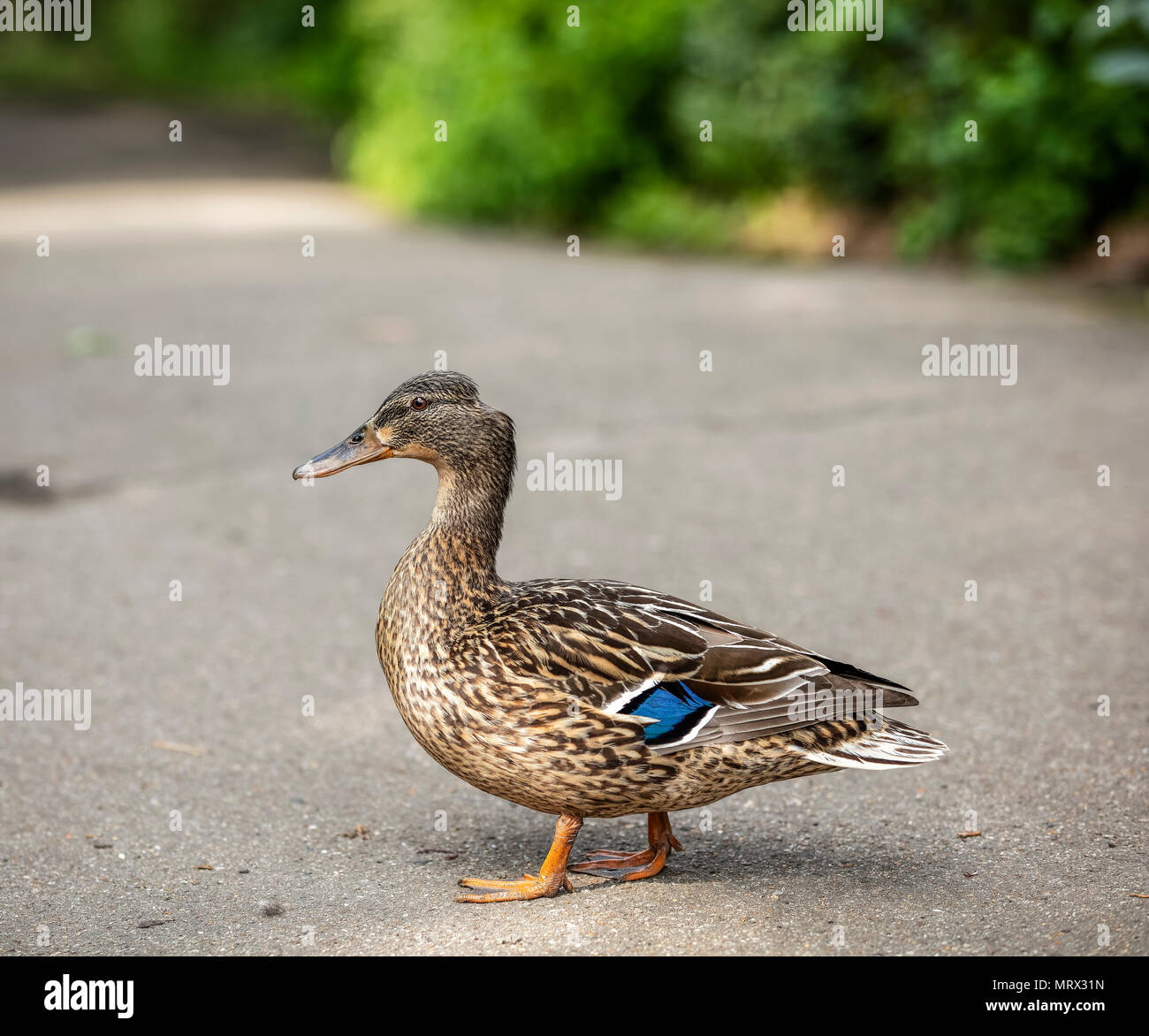 Female mallard duck side on Stock Photo - Alamy