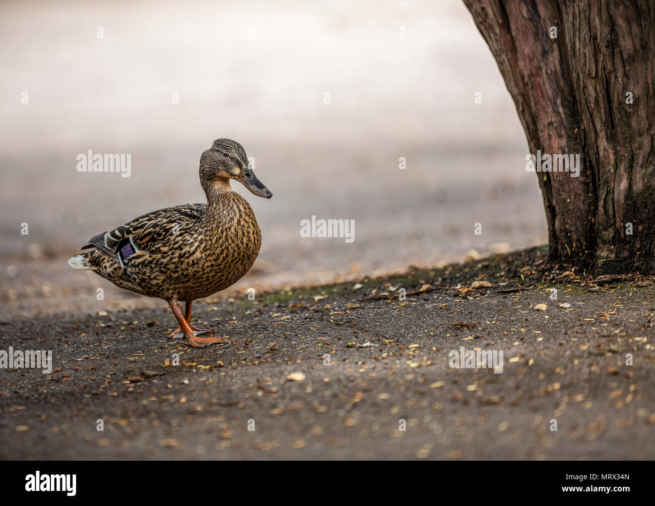 Female mallard walking on path hi-res stock photography and images - Alamy