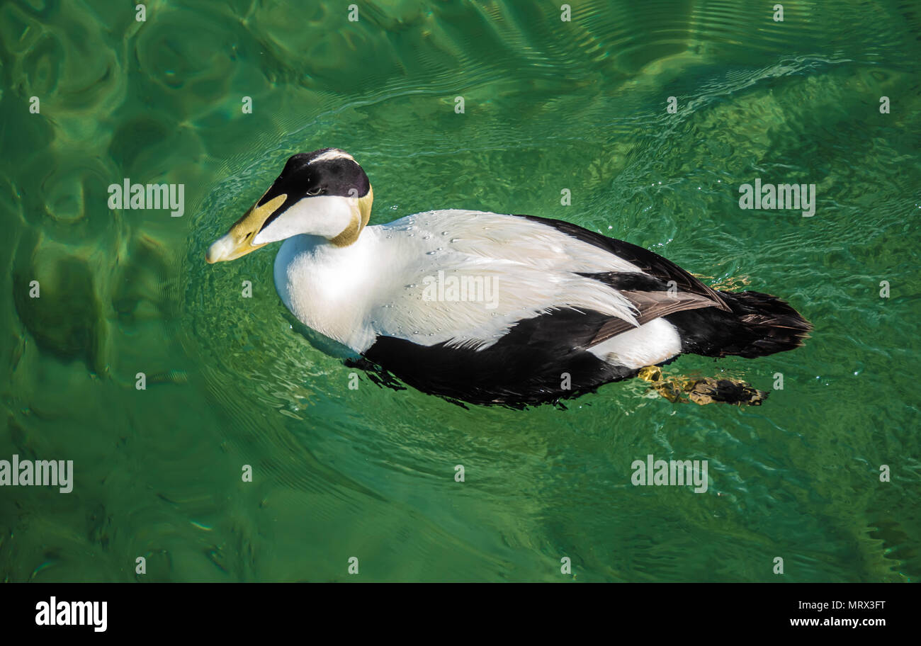 Growing colonies of beautiful Eider ducks, normally migratory sea birds ...