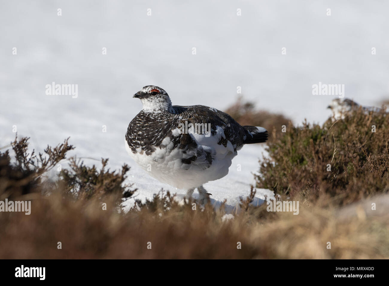 Ptarmigan (Lagopus mutus) perched, walking, calling and feeding amongst ...