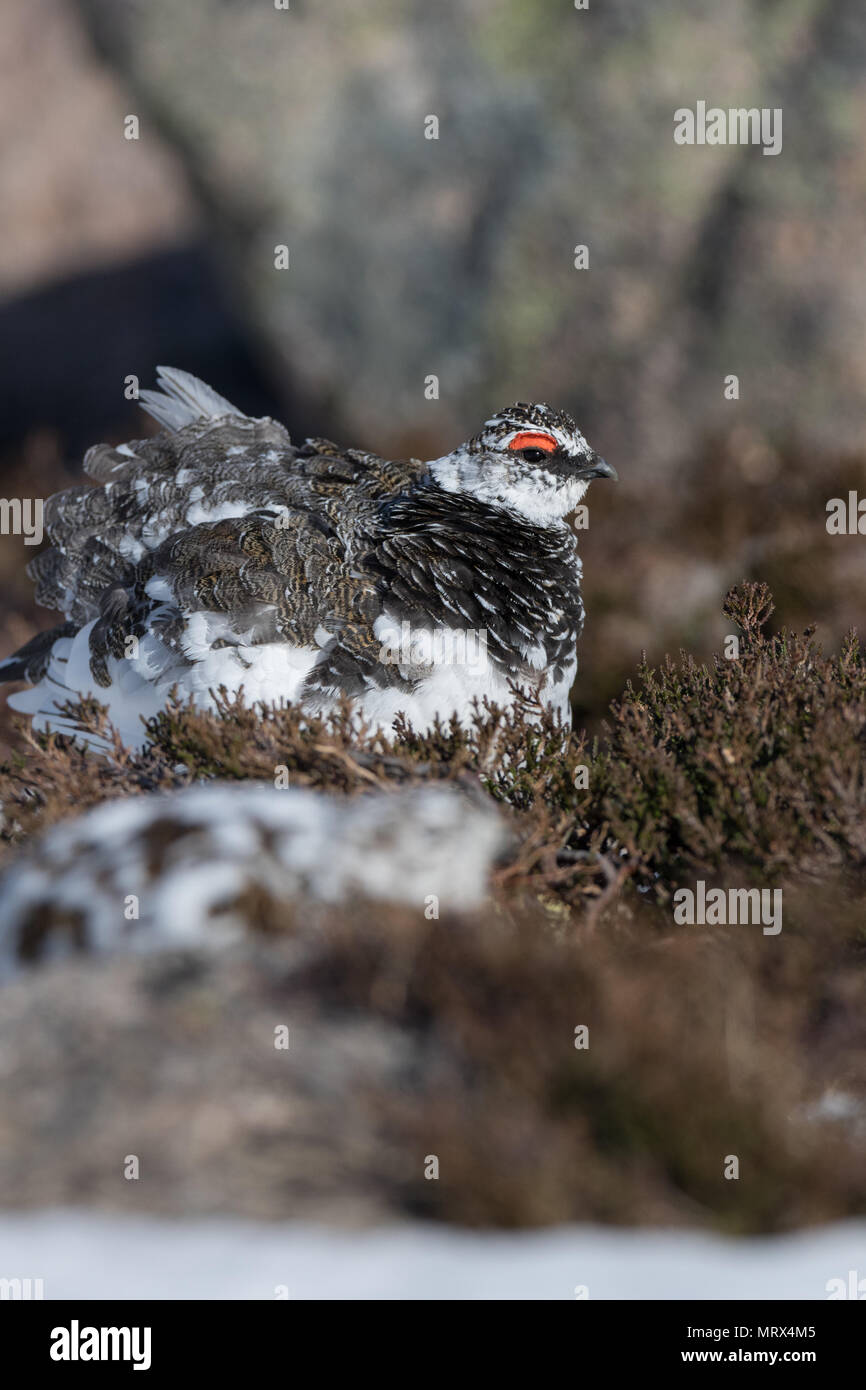 Ptarmigan (Lagopus mutus) perched, walking, calling and feeding amongst ...