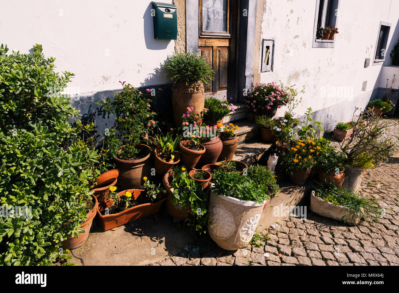 Hosue cat hi-res stock photography and images - Alamy