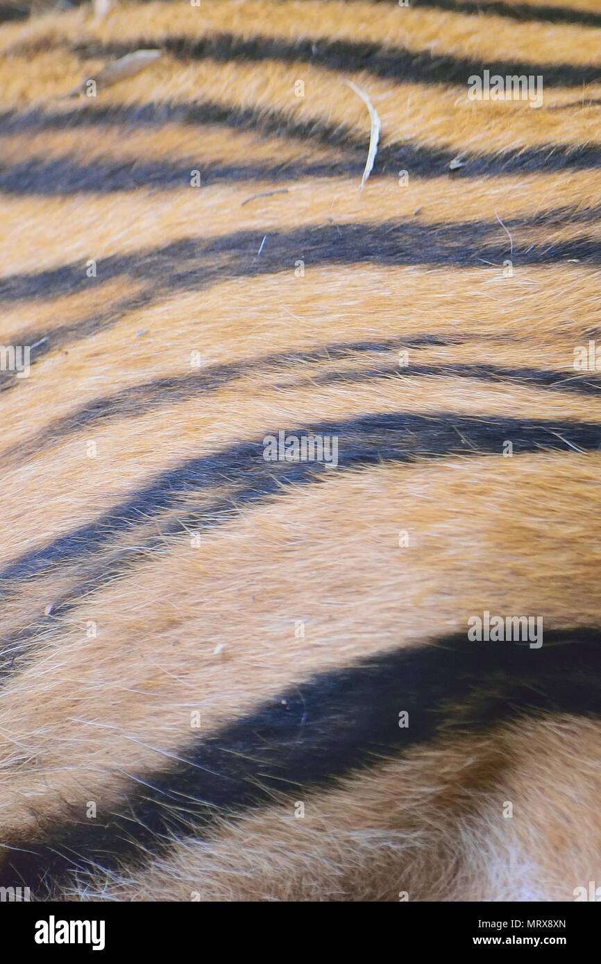 Tiger Skin Texture High Resolution Stock Photography and Images - Alamy