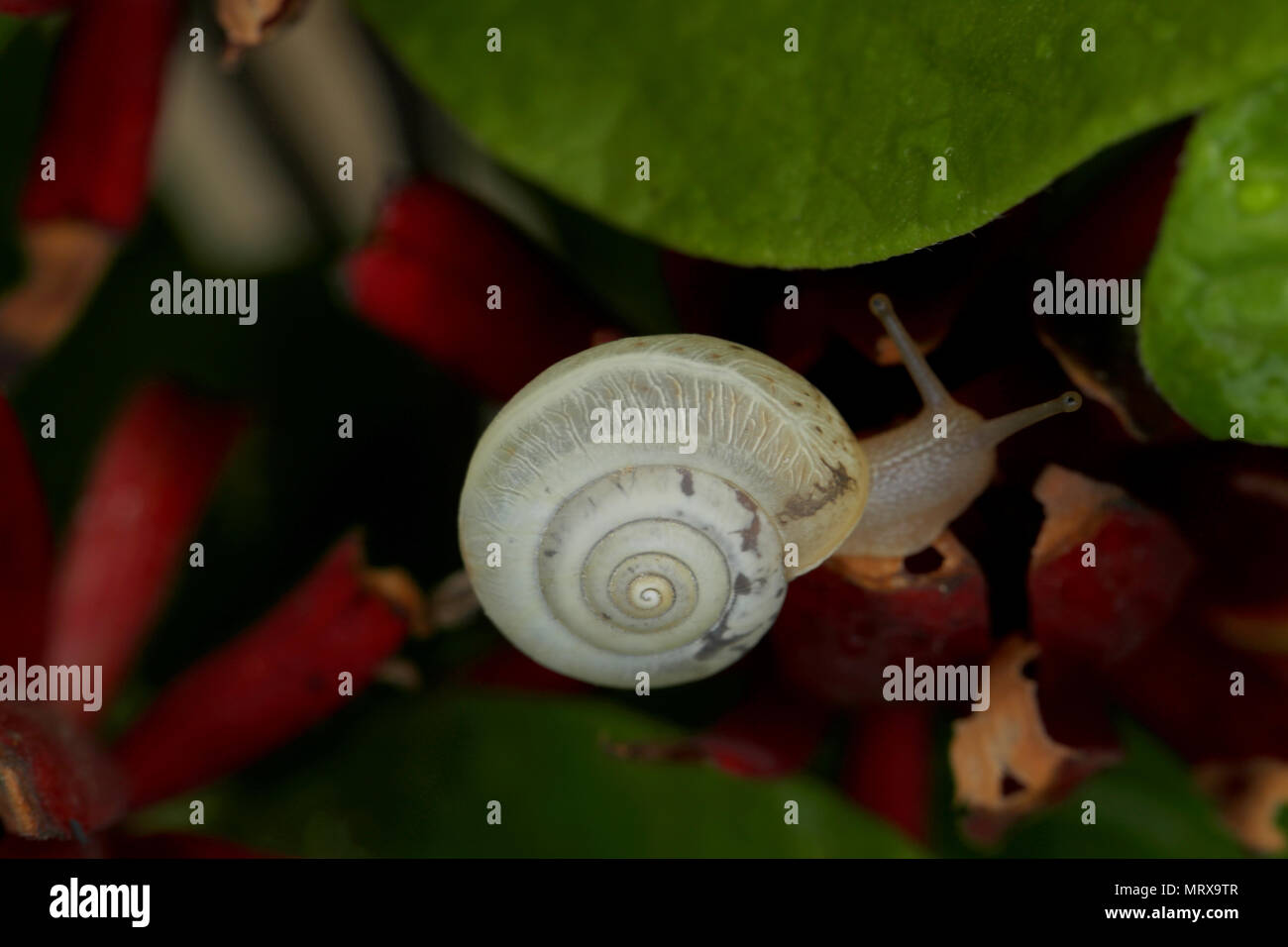 Snail on a plant Stock Photo - Alamy
