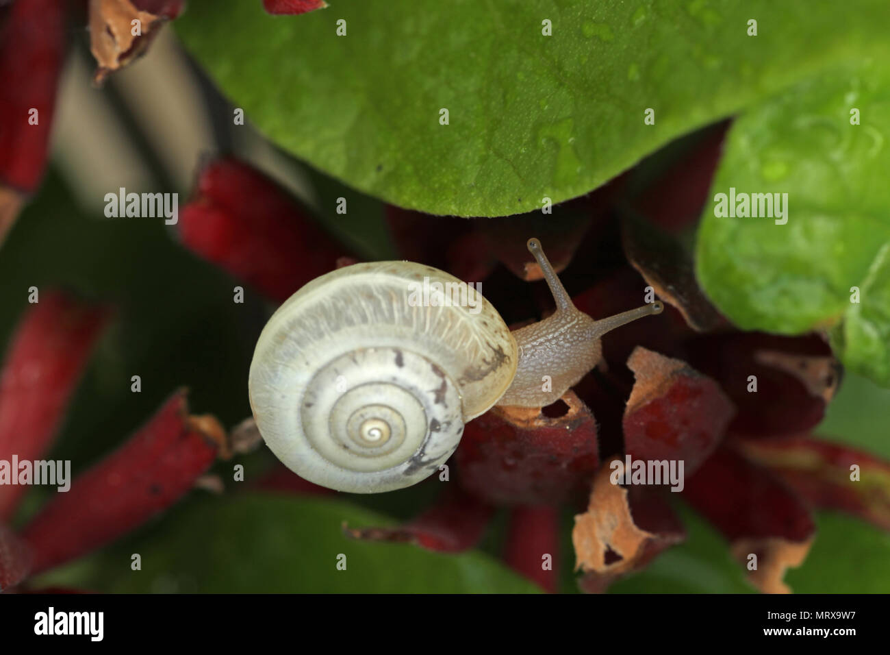 Snail on a plant Stock Photo - Alamy