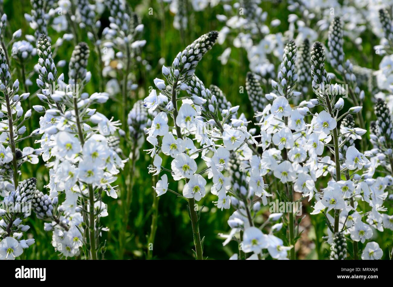 Veronica gentianoides Tissington White Speedwell spires of white ...