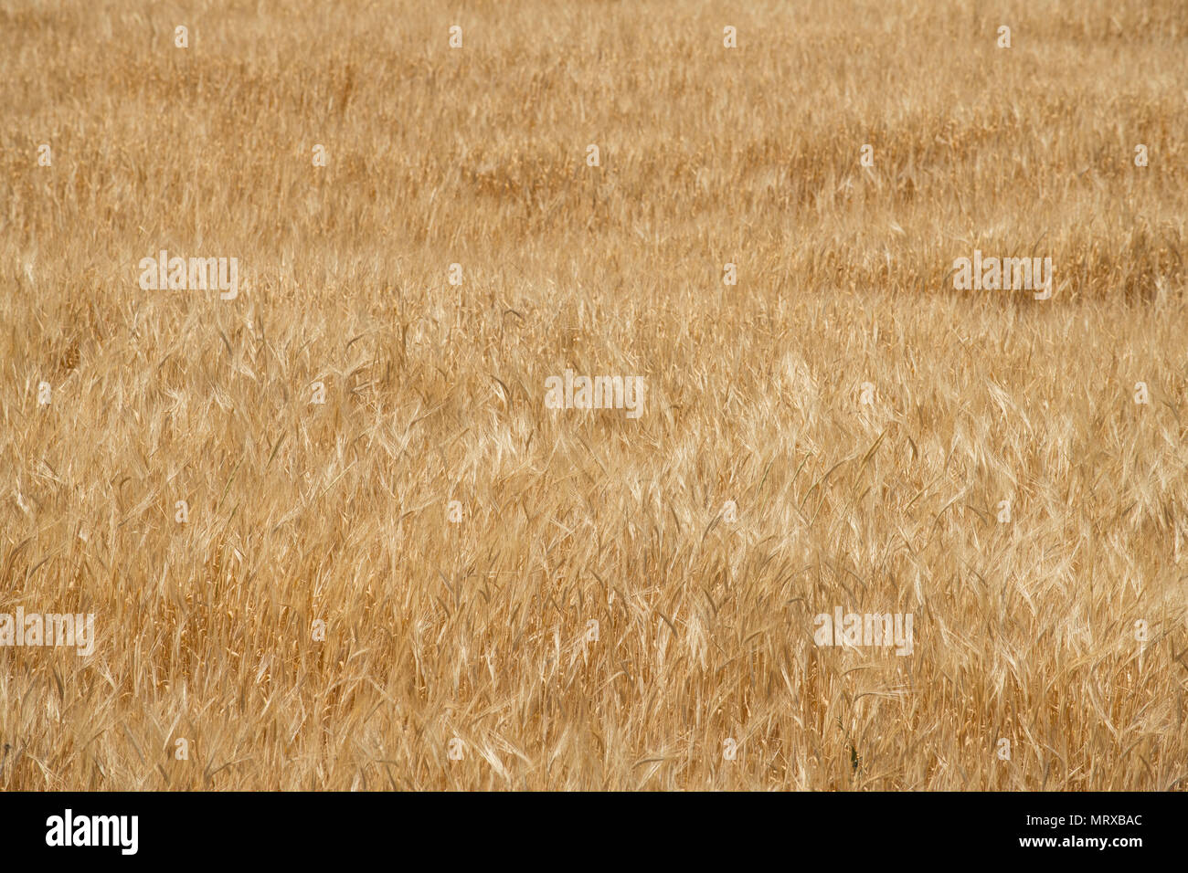 Dried Wheat Field Landscape Photo Stock Photo - Alamy