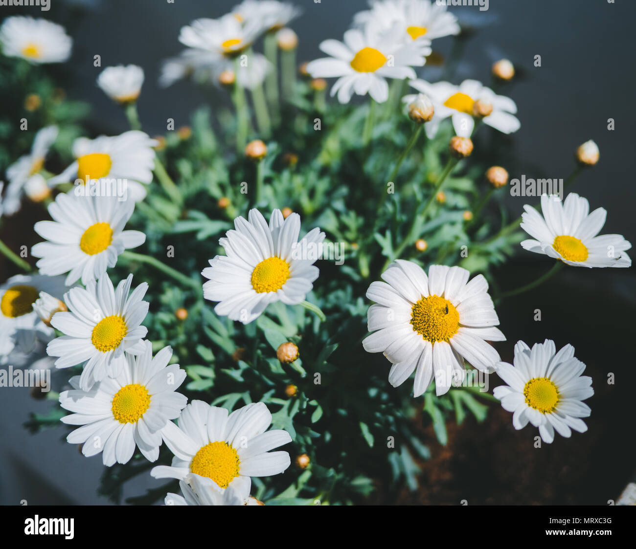 Many daisy hi-res stock photography and images - Alamy