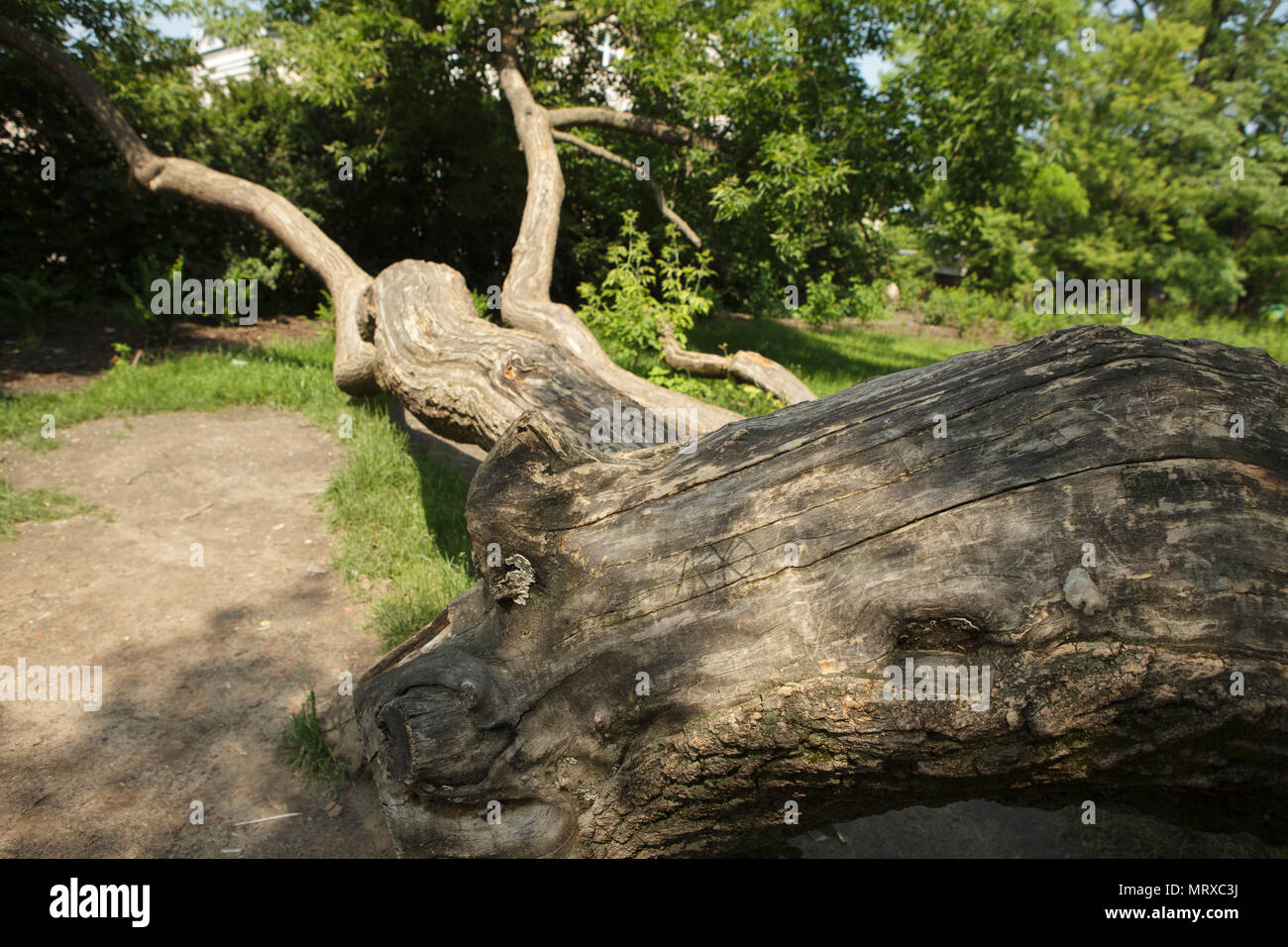 Old overturned tree hi-res stock photography and images - Alamy