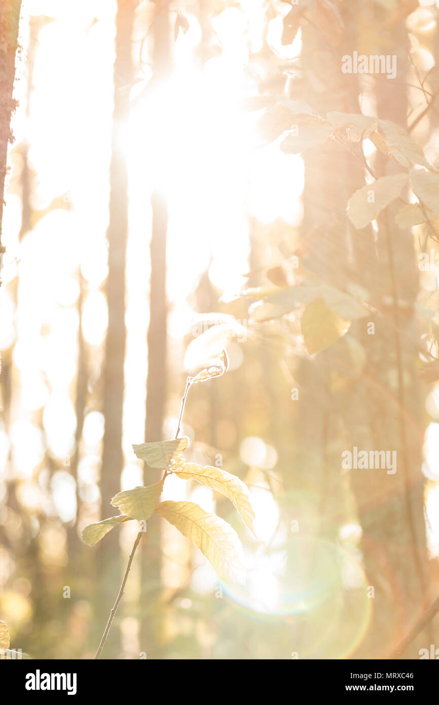 Bright backlit of sunlight glowing in woods illuminating green branches ...