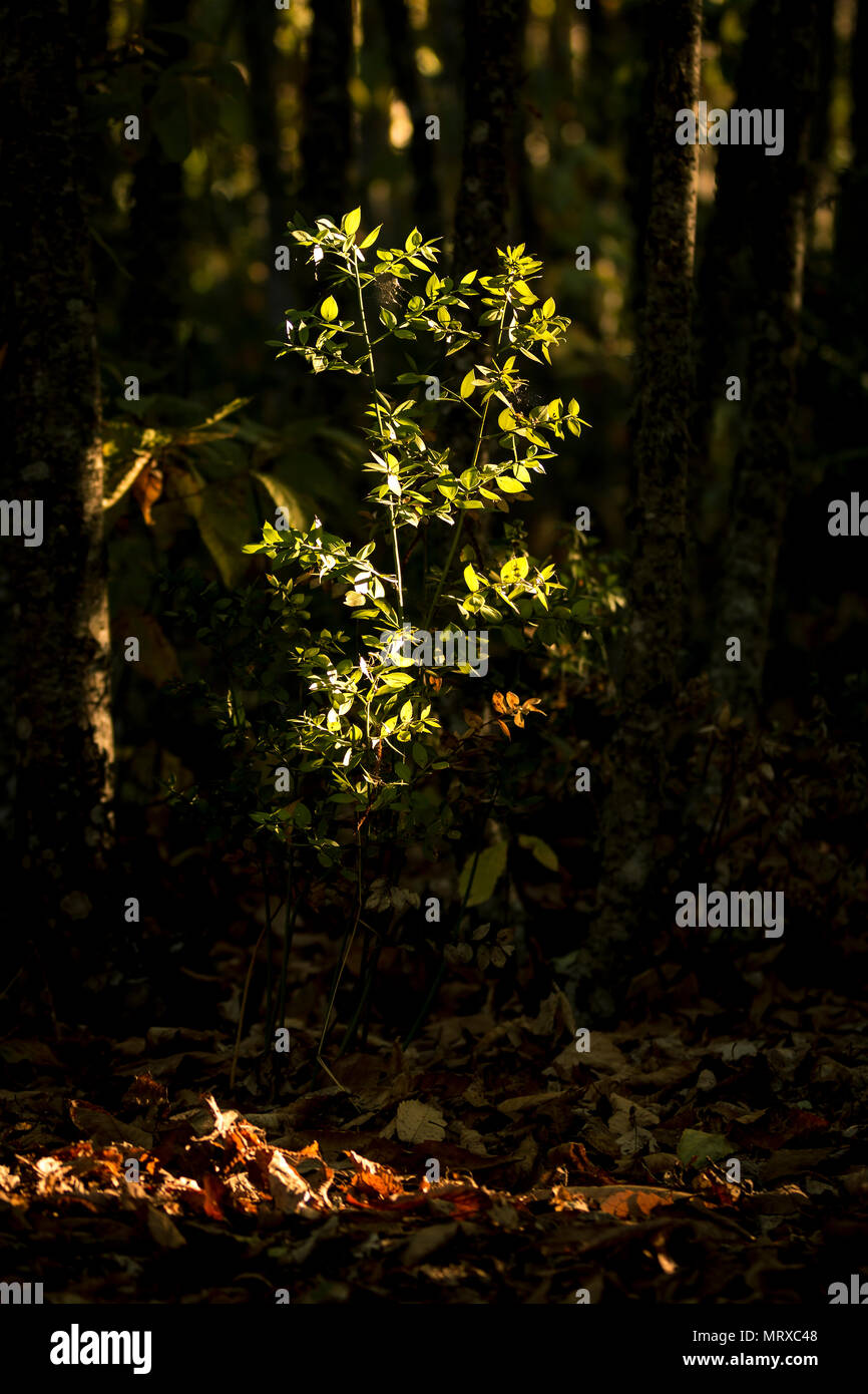 Small growing green bush illuminated with sunbeam of sun on background ...