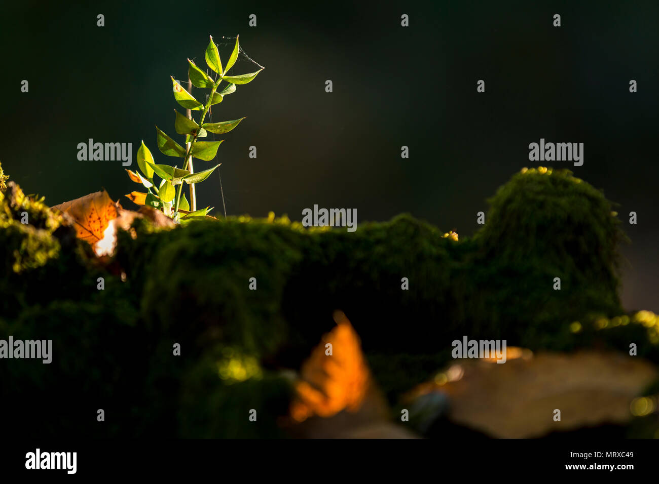 Invisible surface hi-res stock photography and images - Alamy