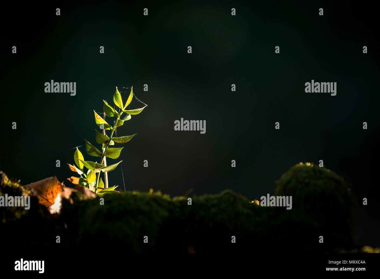 Invisible surface hi-res stock photography and images - Alamy