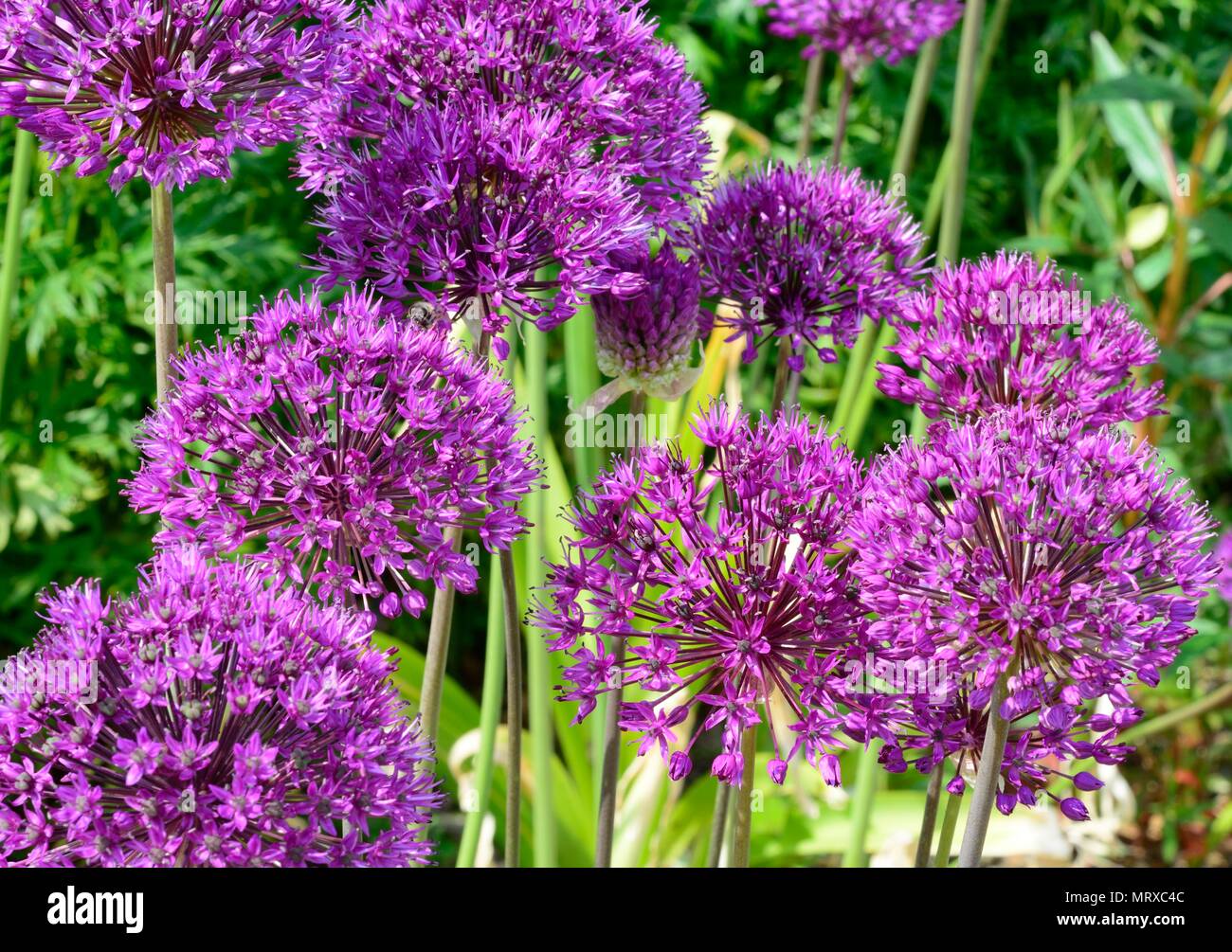 Alium hollandicum Purple sensation Persian onion or Dutch garlic large ...