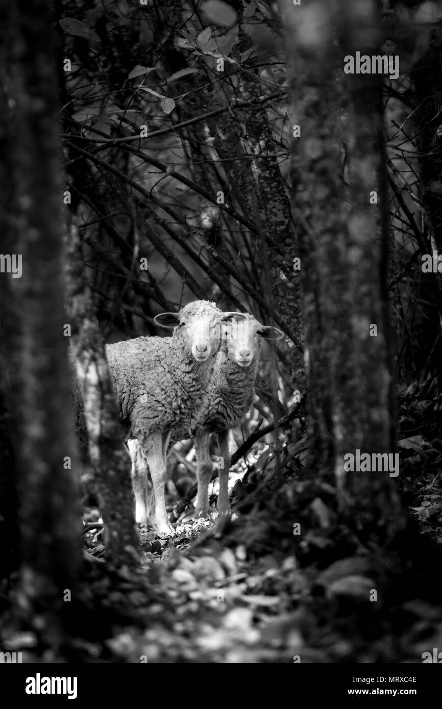 View of two sheep standing on dry leaves among trees in woods looking ...