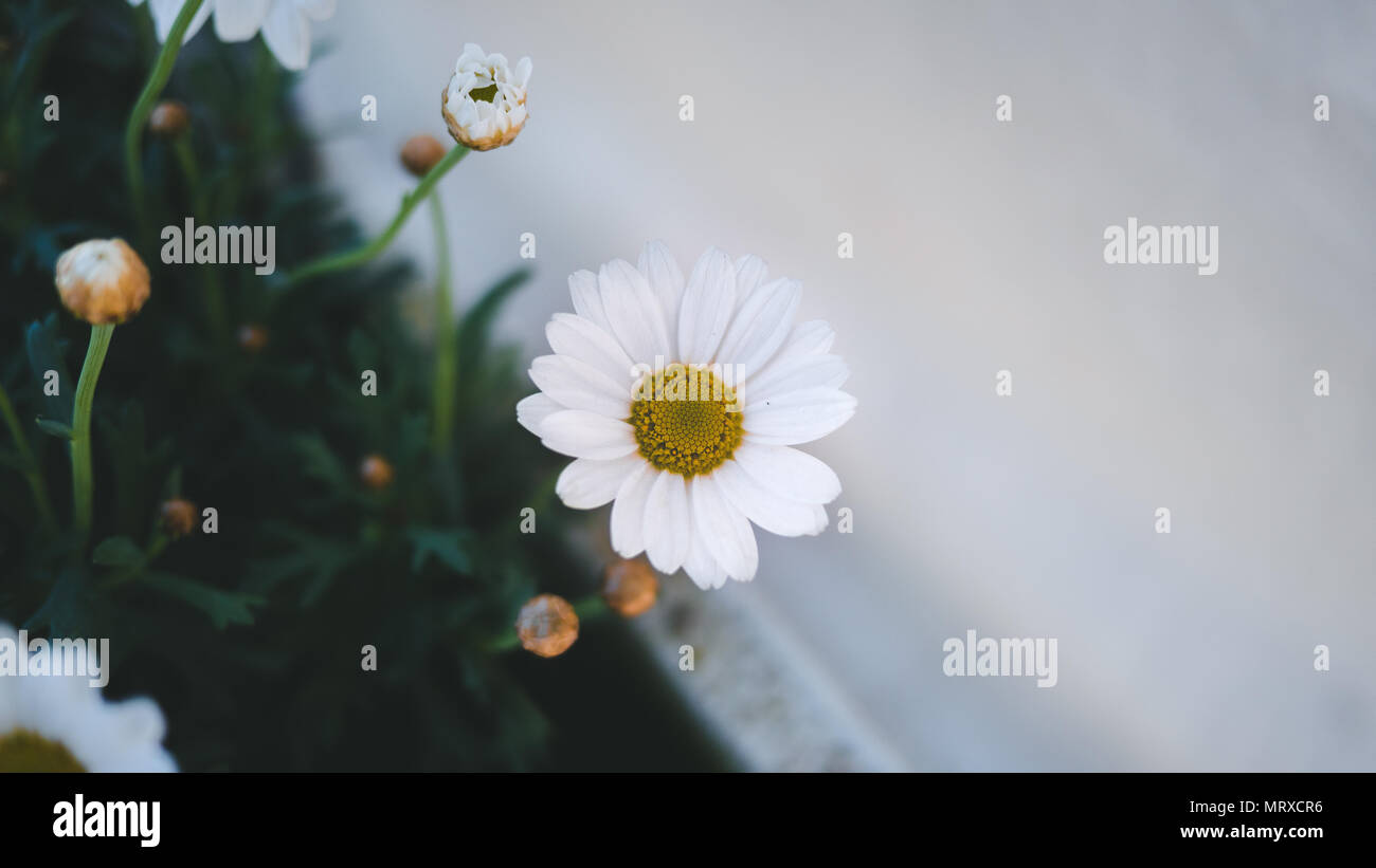 daisy, close up, background use Stock Photo - Alamy
