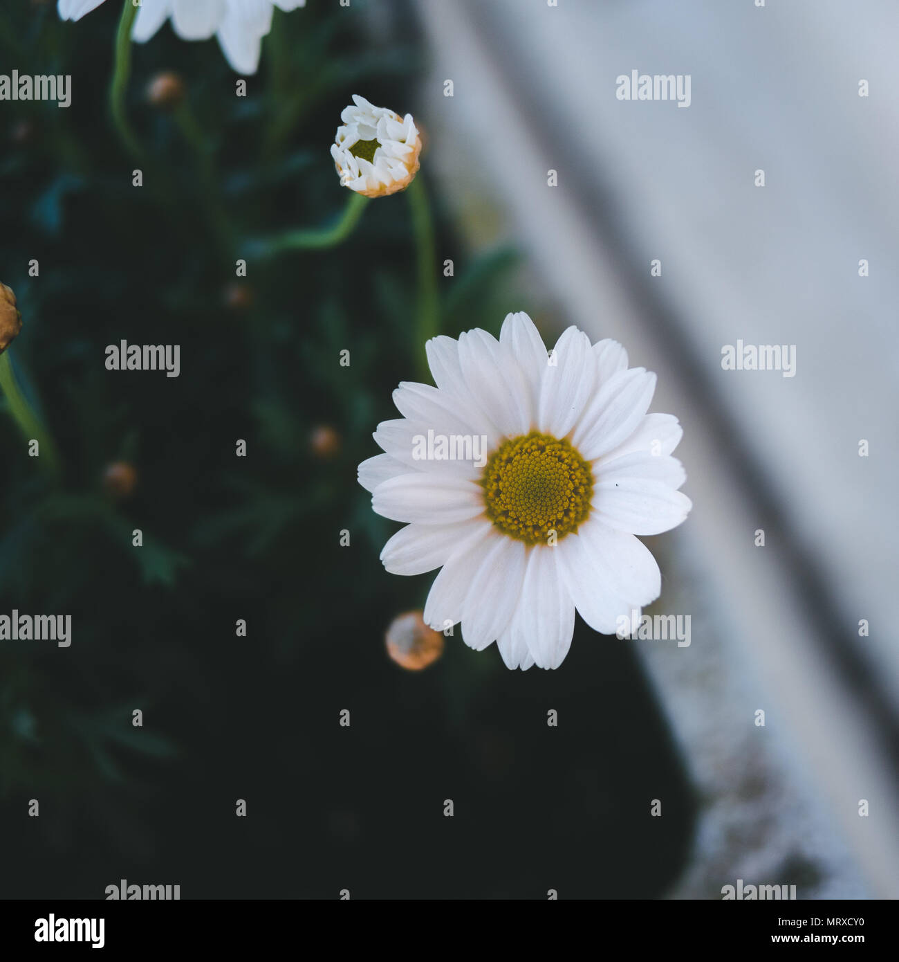 daisy close up, background use Stock Photo - Alamy
