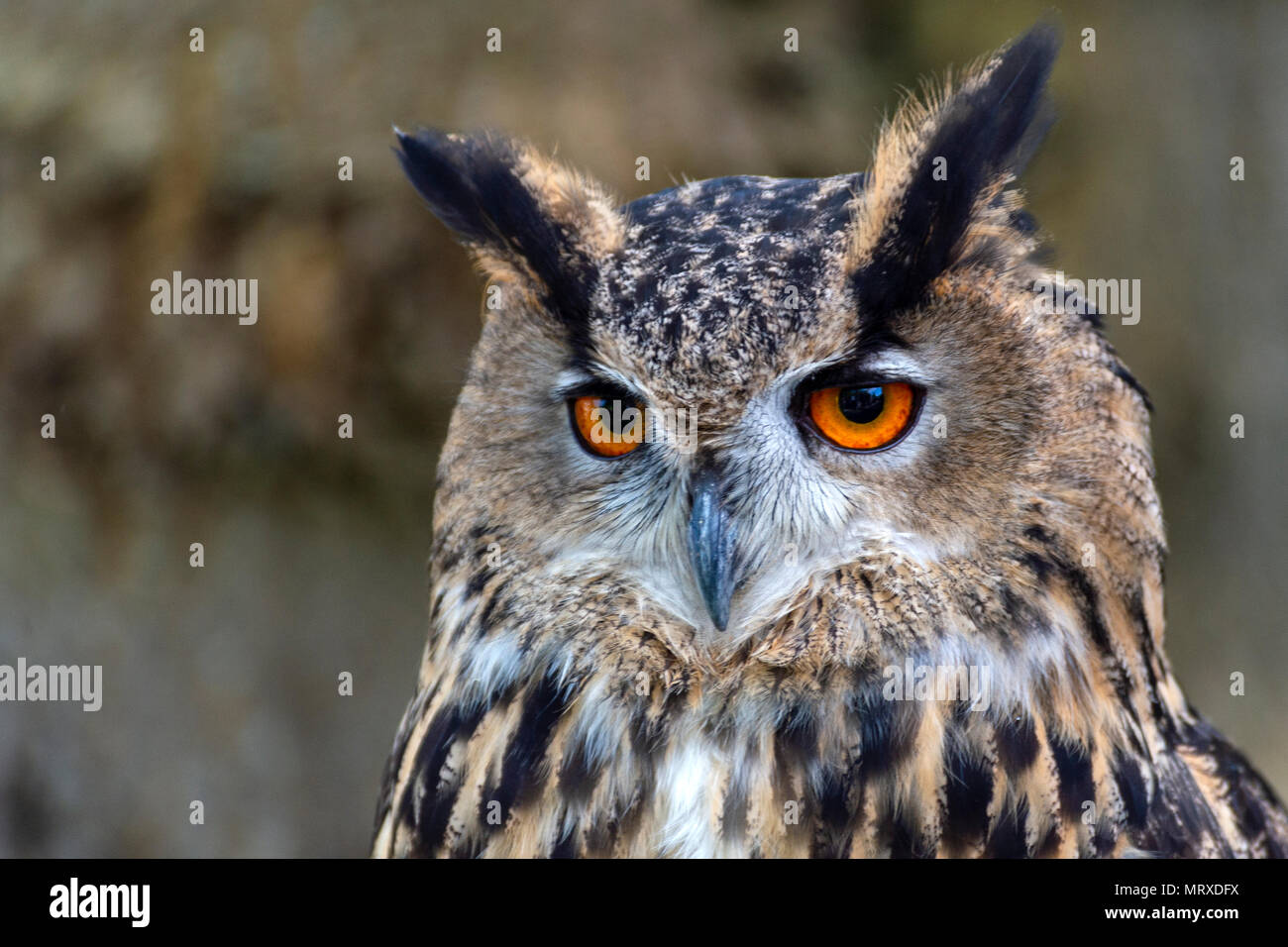 Clifford norton hi-res stock photography and images - Alamy