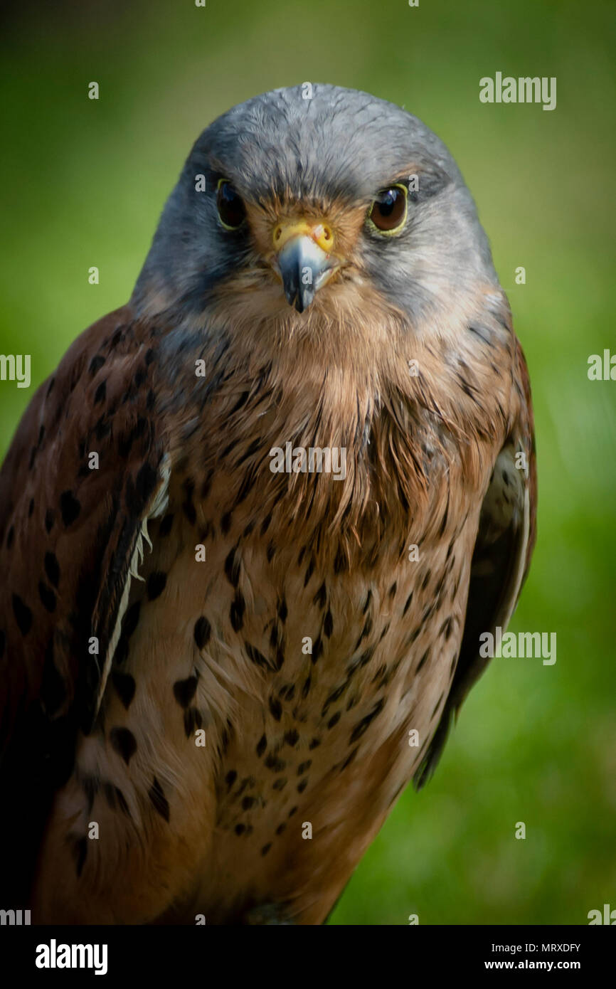Breeding wildbirds hi-res stock photography and images - Alamy