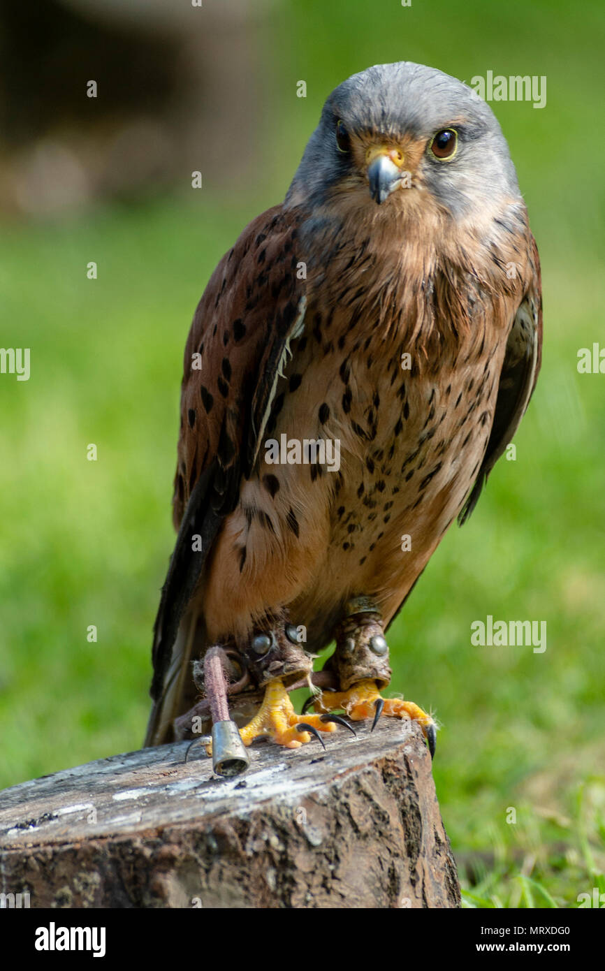 Haworth hawks hi-res stock photography and images - Alamy