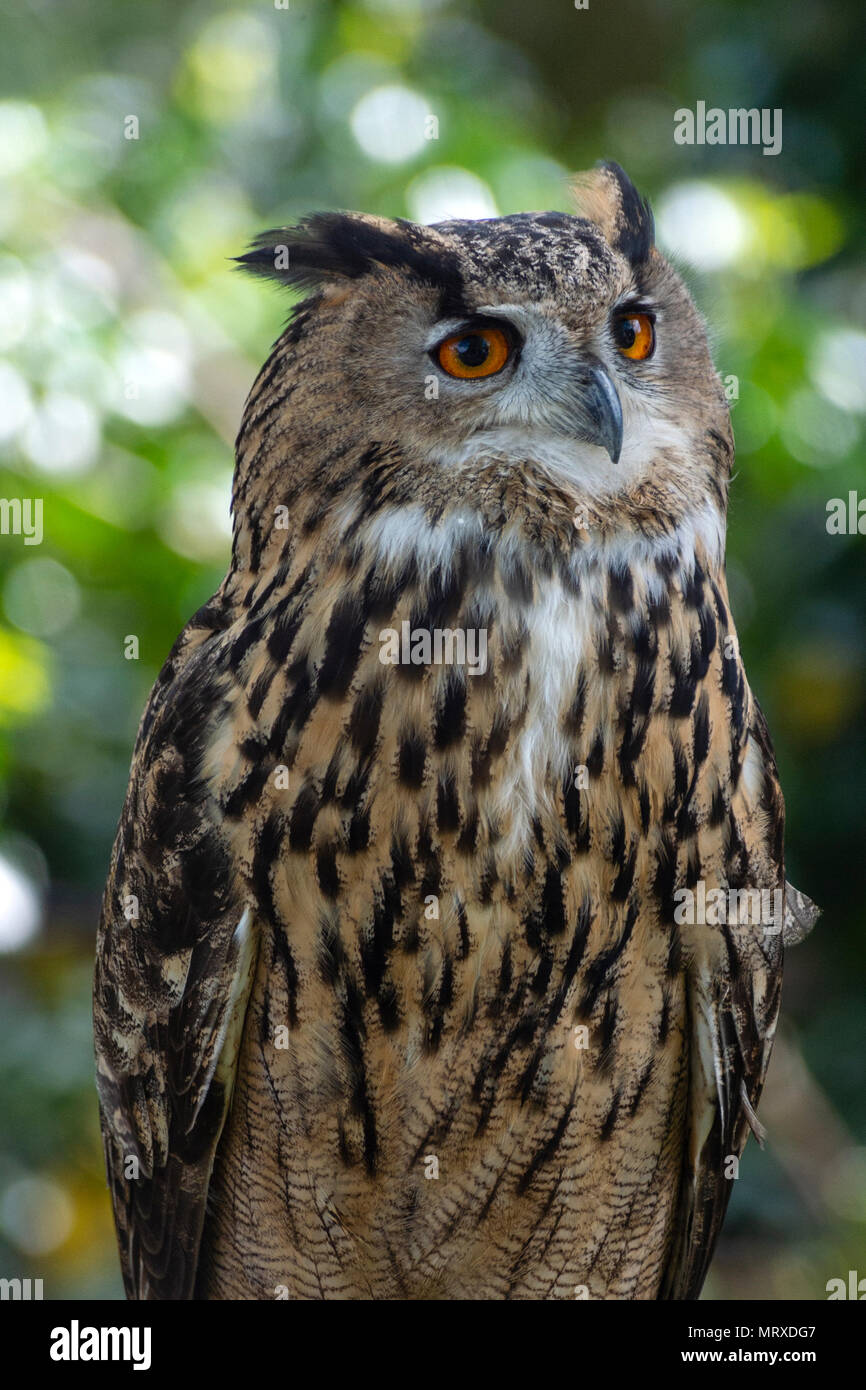 Breeding wildbirds hi-res stock photography and images - Alamy