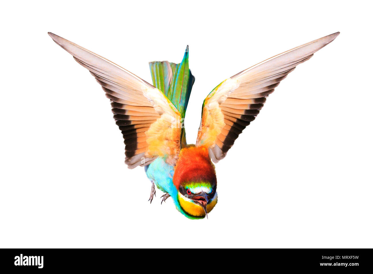 beautiful bird with open wings isolated on white, natural design ...