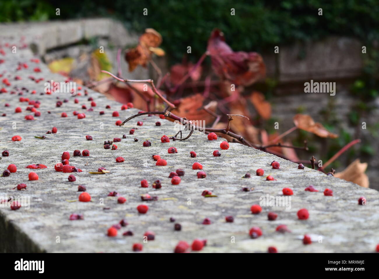 Berrys on a wall Stock Photo - Alamy