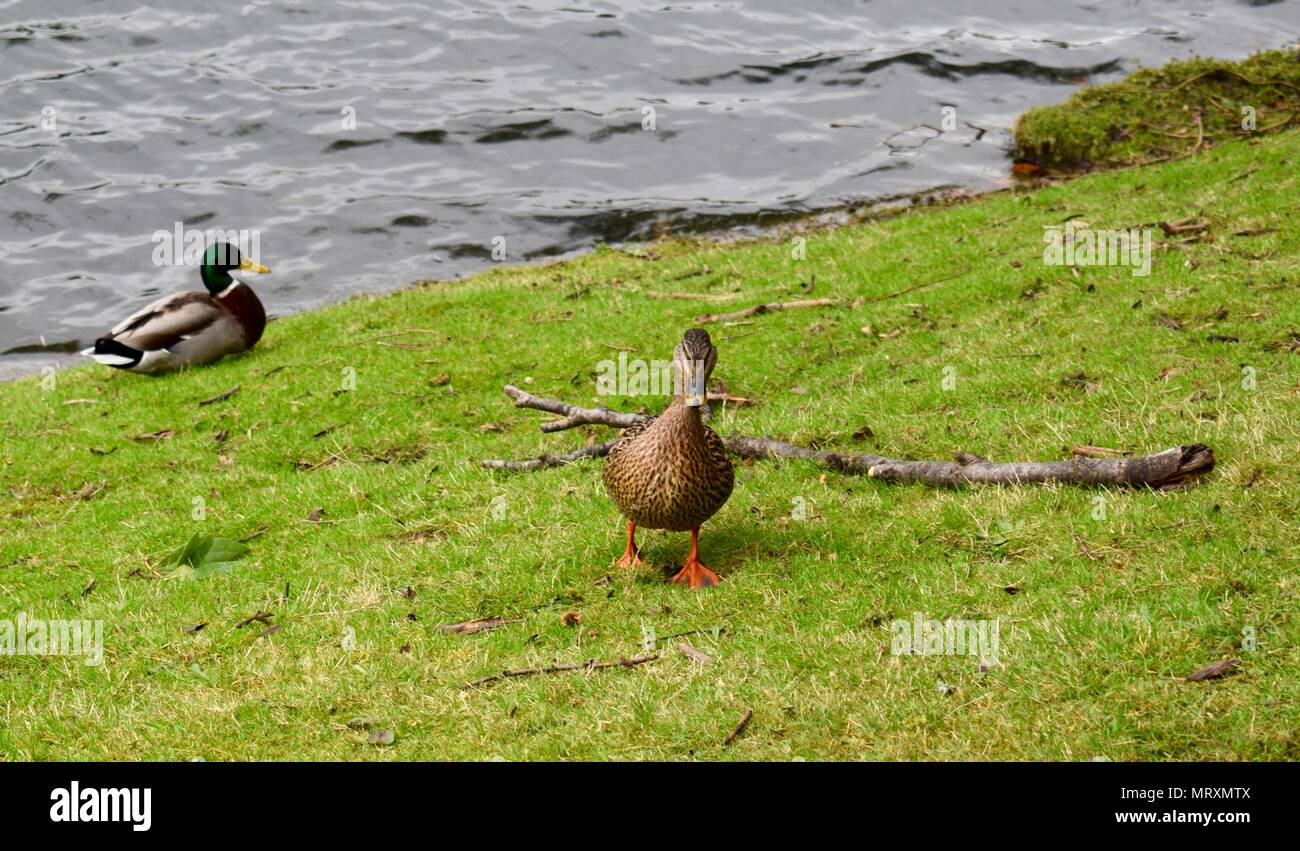 Duck walking away Stock Photo - Alamy