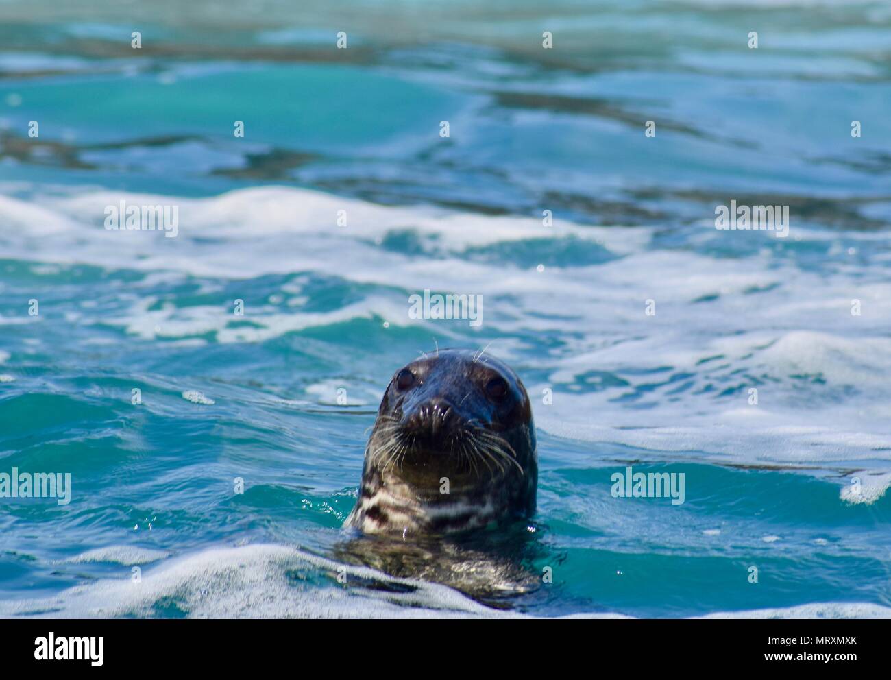Seal bobbing about hi-res stock photography and images - Alamy