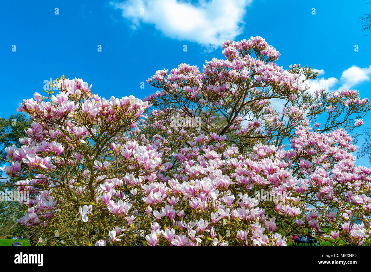 Flowering branches of Saucer magnolia (Magnolia x soulangeana), a ...