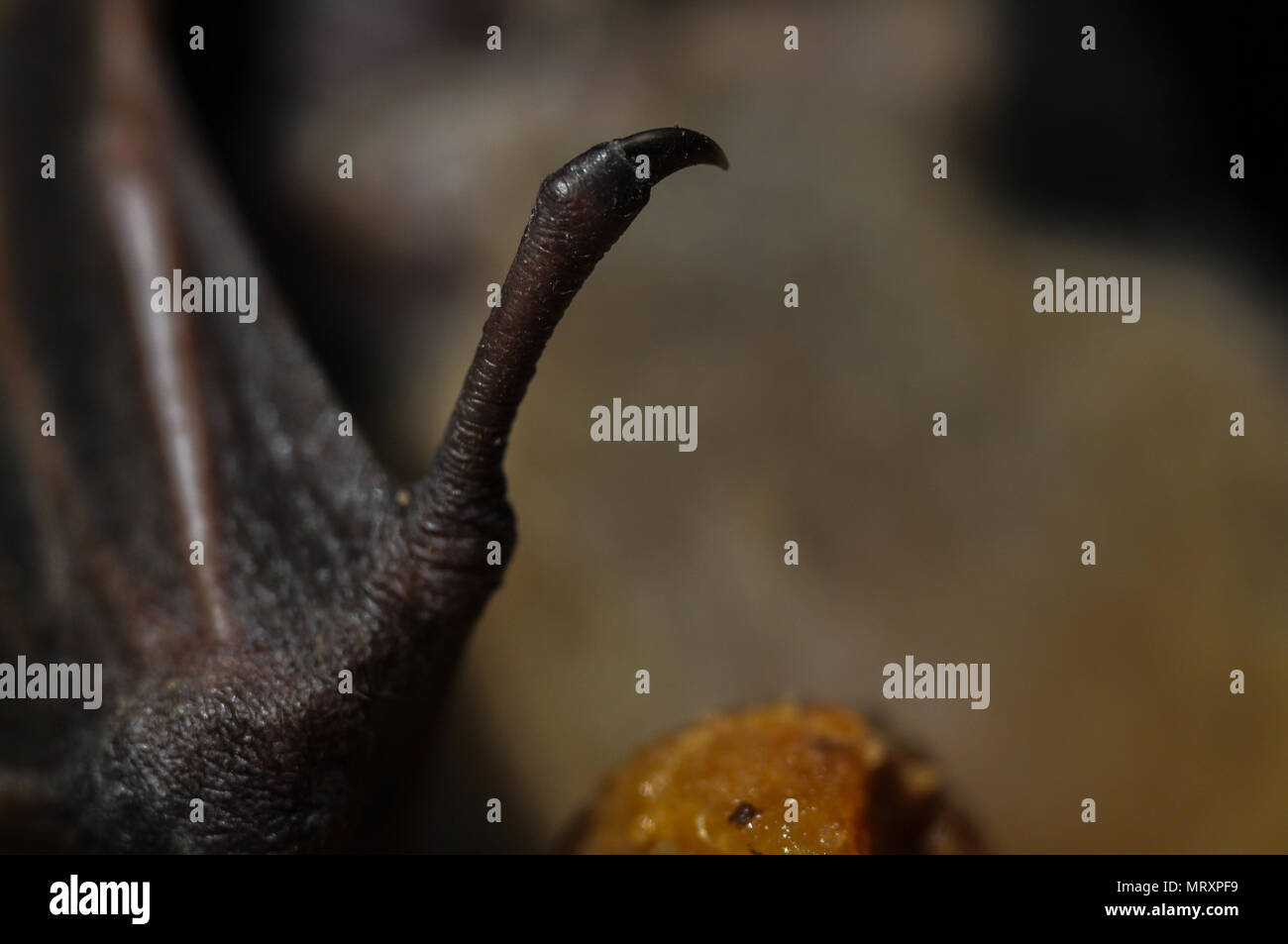 Indian fruit bat (Pteropus giganteus) Noida, Uttar Pradesh, India ...